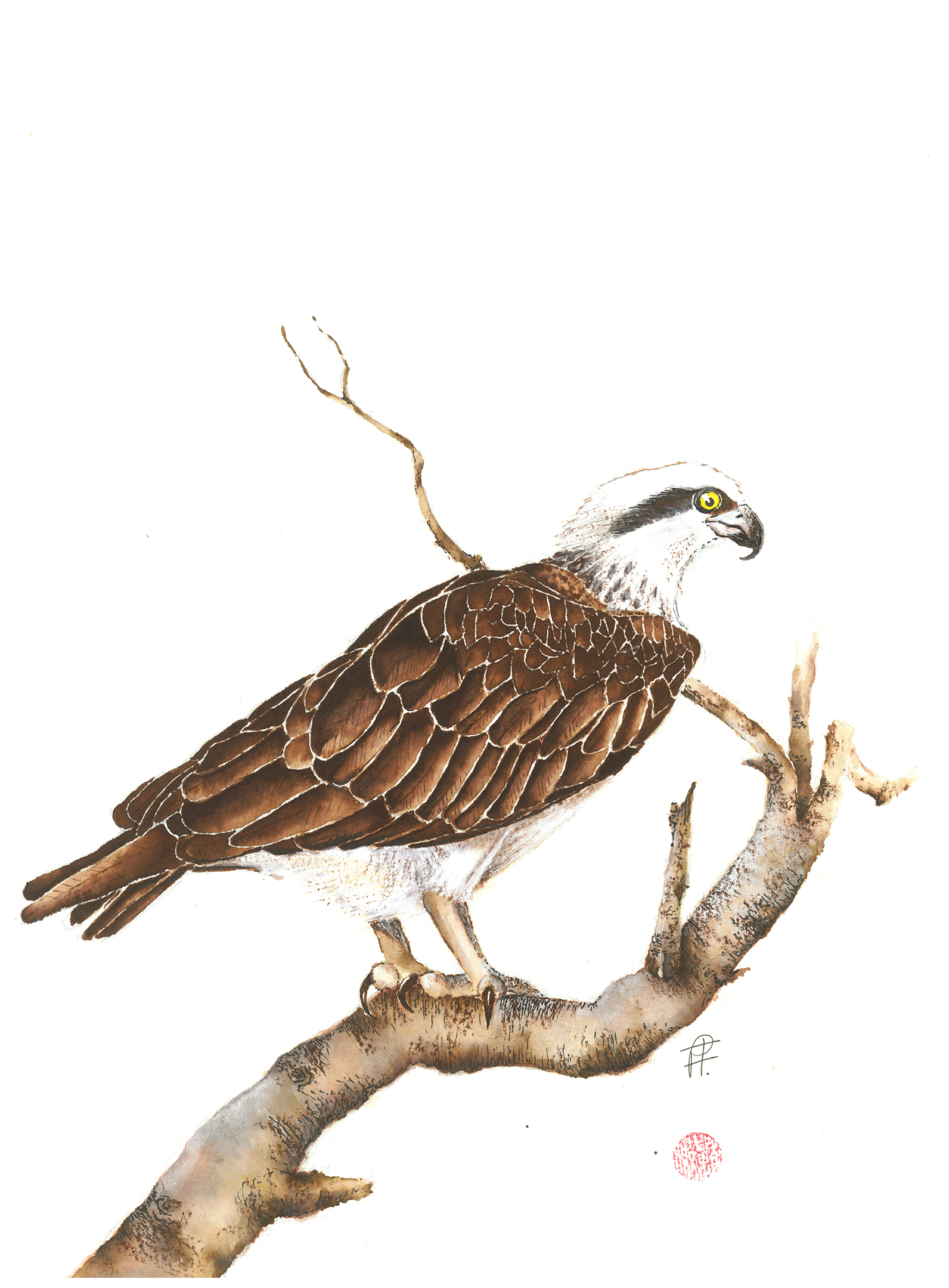 Eastern Osprey – Friends of Lake Claremont